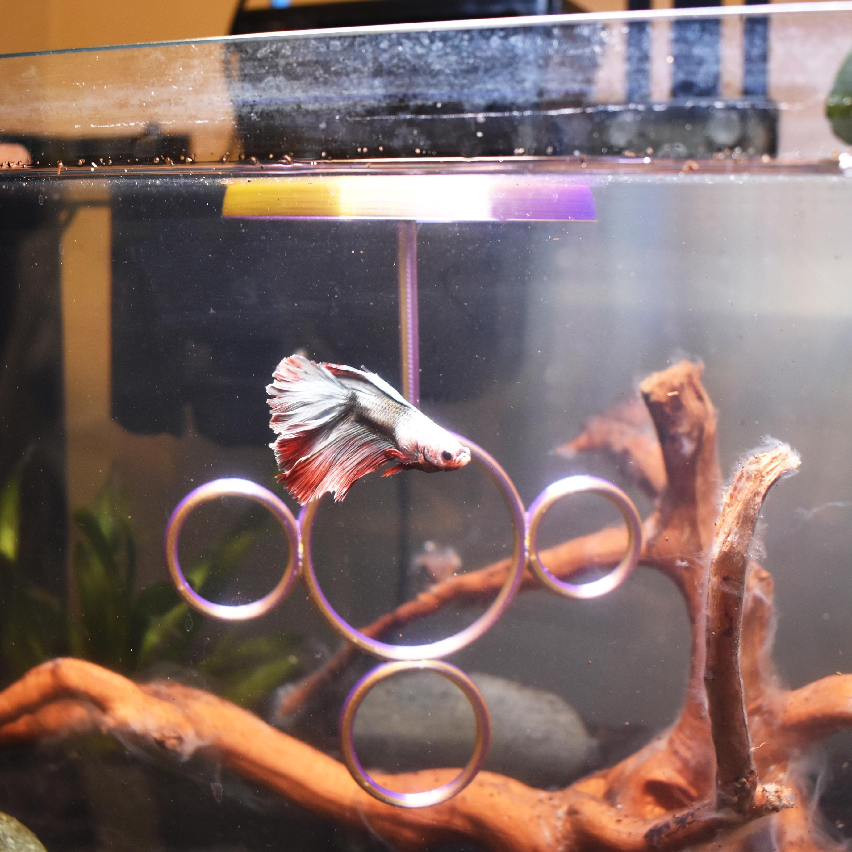 Floating Betta Training Olympic Ring – 3D Aquatic Solutions
